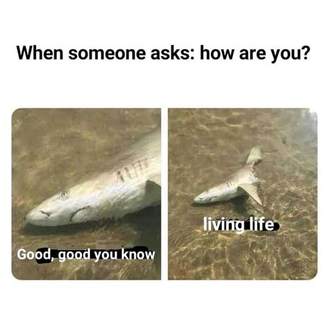 25 Fish Memes That Are The Catch Of The Day Animals