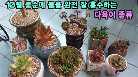 다육이♡ 10월 중순 물을 완전 잘 흡수하는 다육이종류 💓💓 Youtube