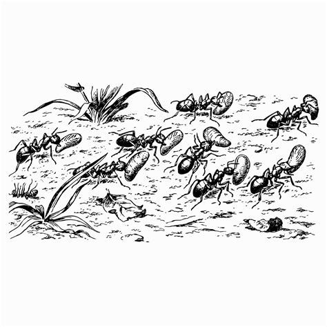 Premium Vector Amazon Ants Polyergus