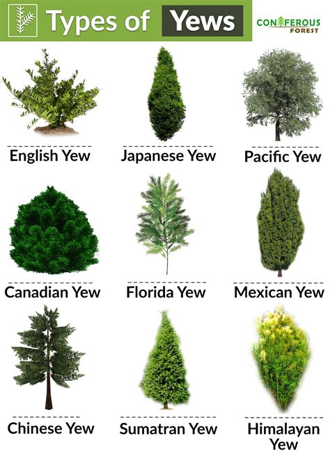 Find Out All The Information About A Yew Tree Its Types With Pictures