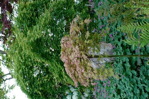 Acer Palmatum ‘cascade Ruby Plantentuin Esveld