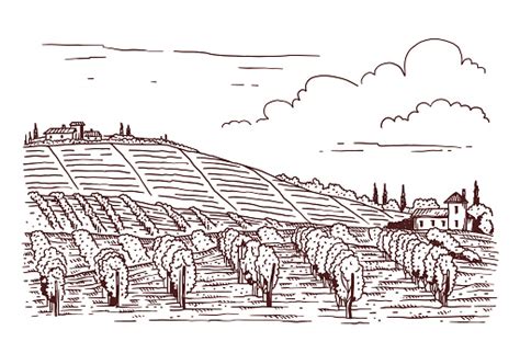 Lanskap Pedesaan Dengan Ilustrasi Vektor Kebun Anggur Atau Ladang