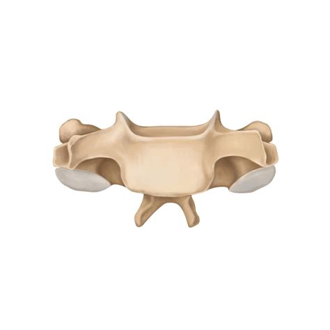 Premium Psd Cervical Spine