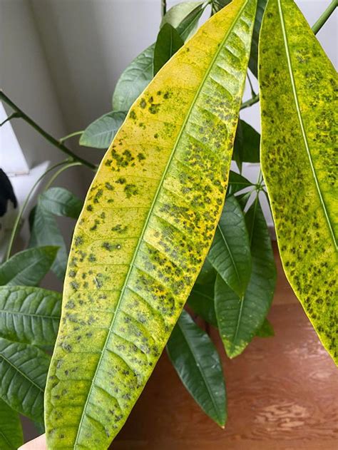 Money Tree Leaves Turning Yellow 10 Reasons And Solutions