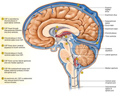 CSF Flow And Brain Structures Flashcards Quizlet