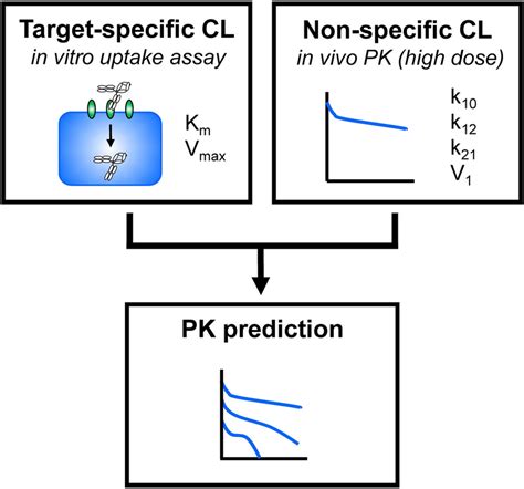 schematic chart for predicting nonlinear pk using in vivo and in vitro
