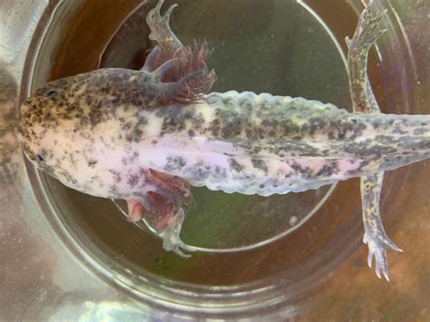 Mosaic Axolotl By Chameleoncans Morphmarket