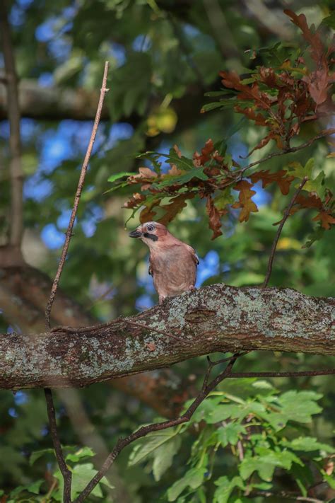 Jay Dwarkadhish Photos Download The Best Free Jay Dwarkadhish Stock