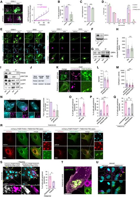 Nutrient Regulated Control Of Lysosome Function By Signaling Lipid