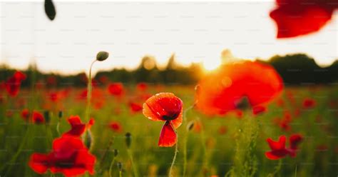 태양을 배경으로 붉은 꽃이 가득한 들판 사진 Unsplash의 양 귀 비 이미지