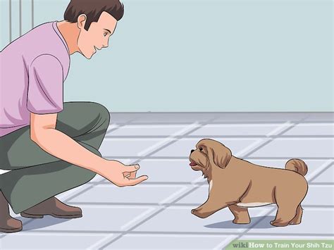 How To Train Your Shih Tzu 12 Steps With Pictures Wikihow