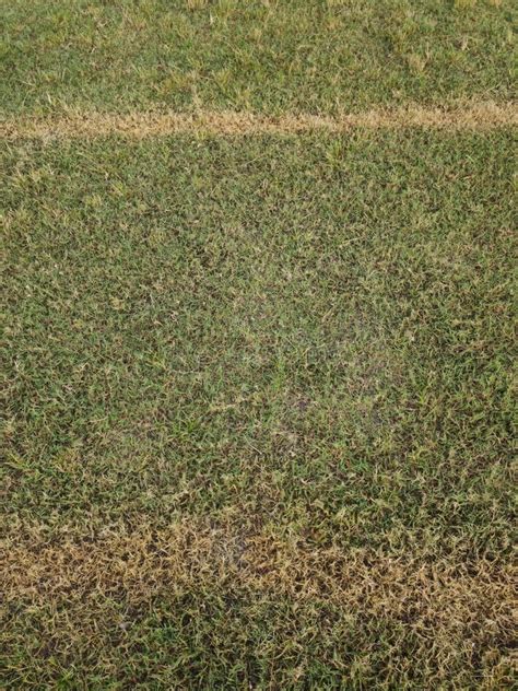 Grass Field Texture Ready To Use Component Stock Image Image Of Ready Texture 373519223