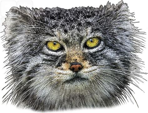 Pallass Cat Portrait Fine Art Illustration Of A Pallass … Cat
