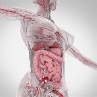 The Role Of Sex In Coronary Artery Disease Frontiers Research Topic