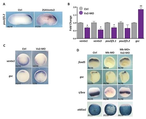 Figures And Data In Lineage Commitment Of Embryonic Cells Involves MEK1 Dependent Clearance Of