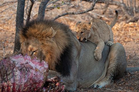 Can A Lions Mane Strengthen His Sex Appeal ScienceABC