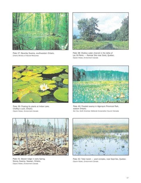 Plate 31 Basin Marshes A