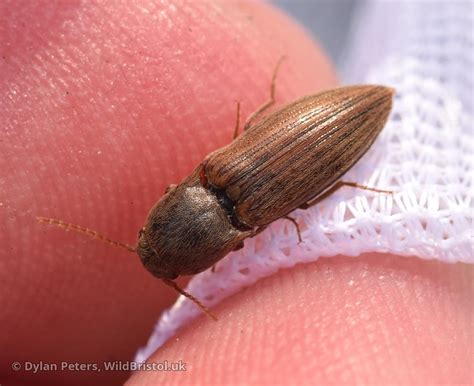Lined Click Beetle Agriotes Lineatus Species Wildbristoluk