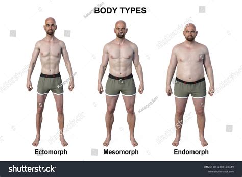 Male Body Types Mesomorph All For One