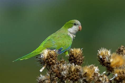 Monk Parakeet