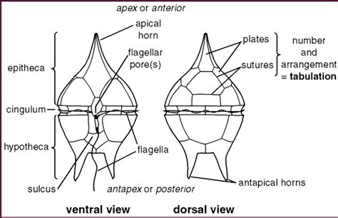 Dinoflagellates In Biology Definition Types And Importance Aesl