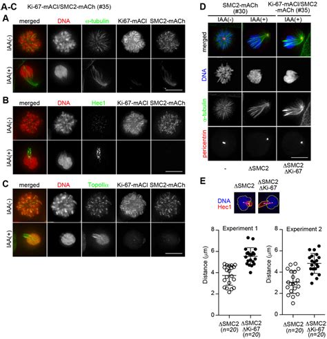 Behavior Of Chromosomal And Non Chromosomal Markers In Cells Devoid Of Download Scientific