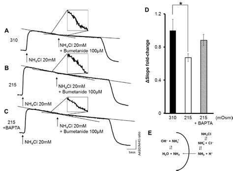 Down Regulation Of Nkcc Activity Is Induced By Hypotonic Stress In A Download Scientific