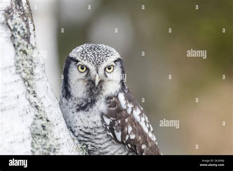 Front View Of Young Northern Hawk Owl Surnia Ulula Closeup Stock
