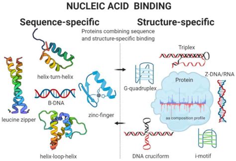 Amino Acid Composition In Various Types Of Nucleic Acid Binding Proteins