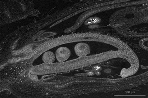 Non Destructive X Ray Imaging Of Life Science Specimens
