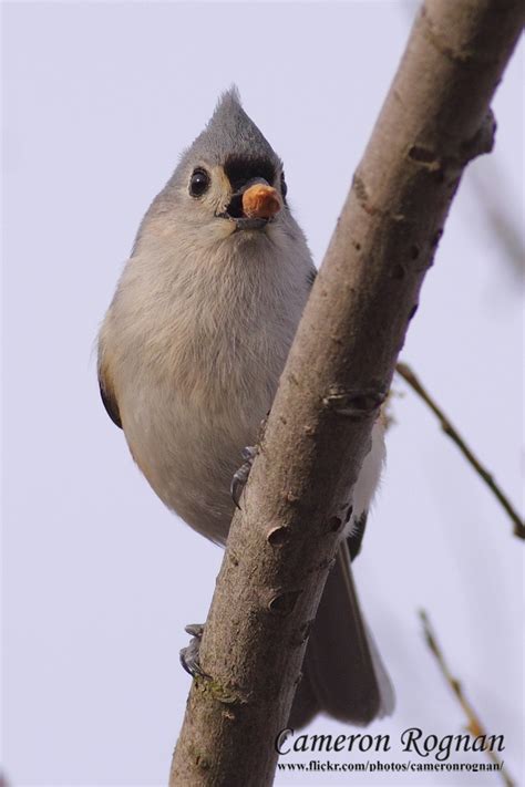 Bird Classification Classification Dataset By JLRFlow