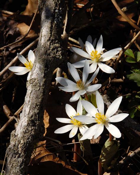 Bloodroot Wild Juniper Nursery