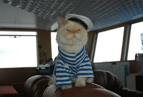 Create Meme The Cat Captain Of The Ship Cat Sailor Cat Sailor