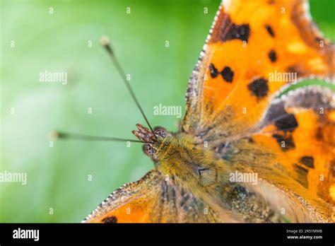 Polygonia C Album The Comma Is A Food Generalist Polyphagous