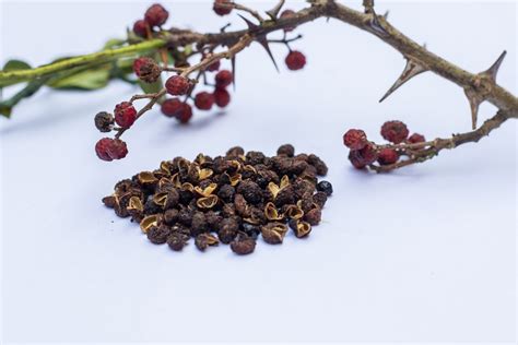 Timur Timut Pepper Sattva Nepal