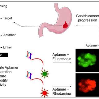 Potentials Of Aptamer In Diagnosis Both Sensing And Imaging Based Download Scientific Diagram