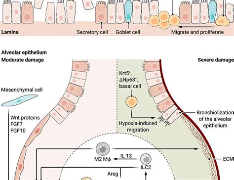 Immune Determinants Of Chronic Sequelae After Respiratory Viral Infection Jose Gilberto Chapa