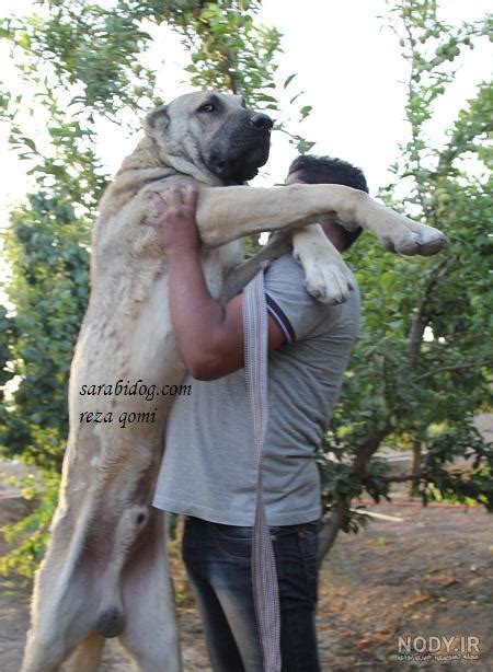 عکس سگ سرابی رضا قمی عکس نودی