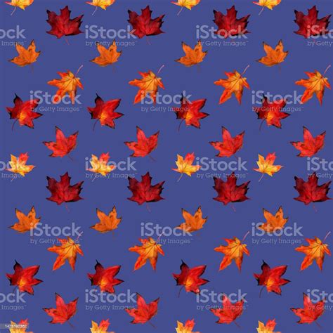 푸른 배경에 가을 빨간색과 노란색 단풍 나무 단풍과 수채화 이음새가 없는 패턴 식물학 단풍나무 잎 그림 10월에 대한 스톡 벡터 아트 및 기타 이미지 Istock