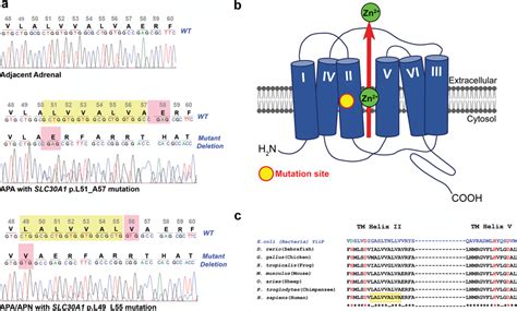 Somatic Slc30a1 Mutations Altering Zinc Transporter Znt1 Cause