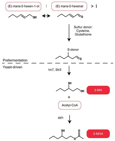 Review Of Aroma Formation Through Metabolic Pathways Of Saccharomyces