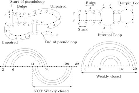 An H Type Pseudoknotted Structure Left And A Pseudoknot Free Download Scientific Diagram