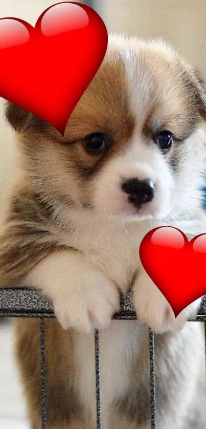 Cute Puppy Love Wallpaper Free Download