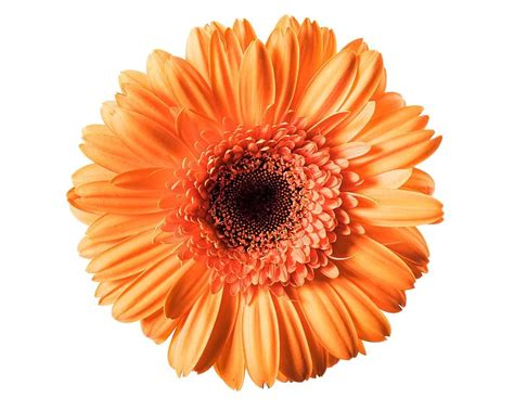 Gerbera Orange 10 Stems Only Pickup Toronto Bulk Flowers