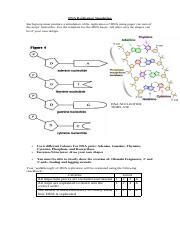 DNA Replication Simulation Paper Cut Outs Enzyme Shapes Guide Course Hero