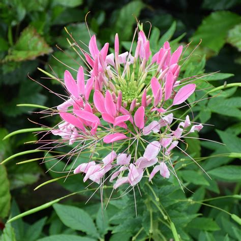 Cleome Spider Flower Cleome Hassleriana Mygardenlife