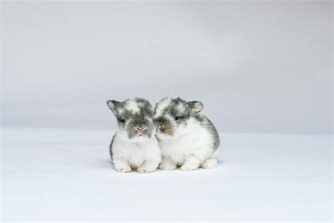 Two Baby Bunnies Sitting Together Photograph By Cavan Images Fine Art America