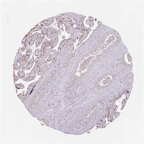 Tissue Expression Of Ifngr1 Staining In Placenta The Human Protein Atlas