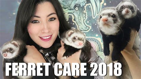 Ferret Maintenance At Shanna Gaiser Blog