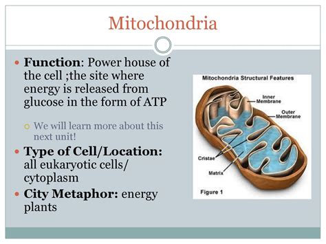 Mindstretchercatalyst Ppt Download